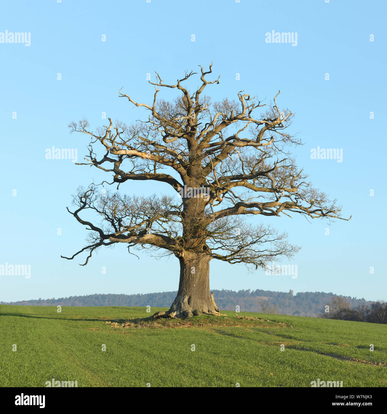 English oak tree (Quercus robur) portrait in winter, Surrey, UK, March ...