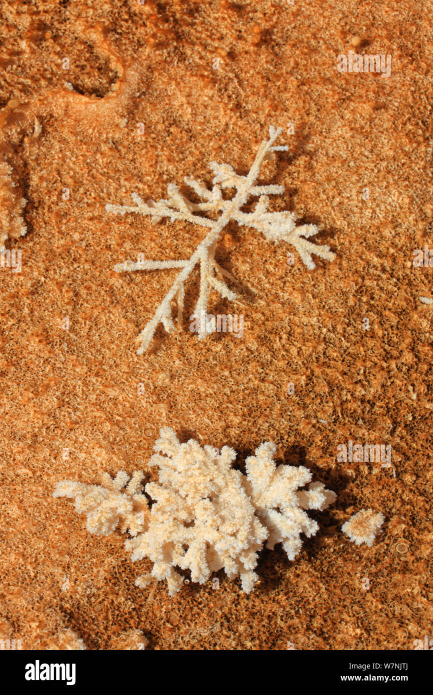 Calcium carbonate covered plants in hot spring, Yellowstone National ...
