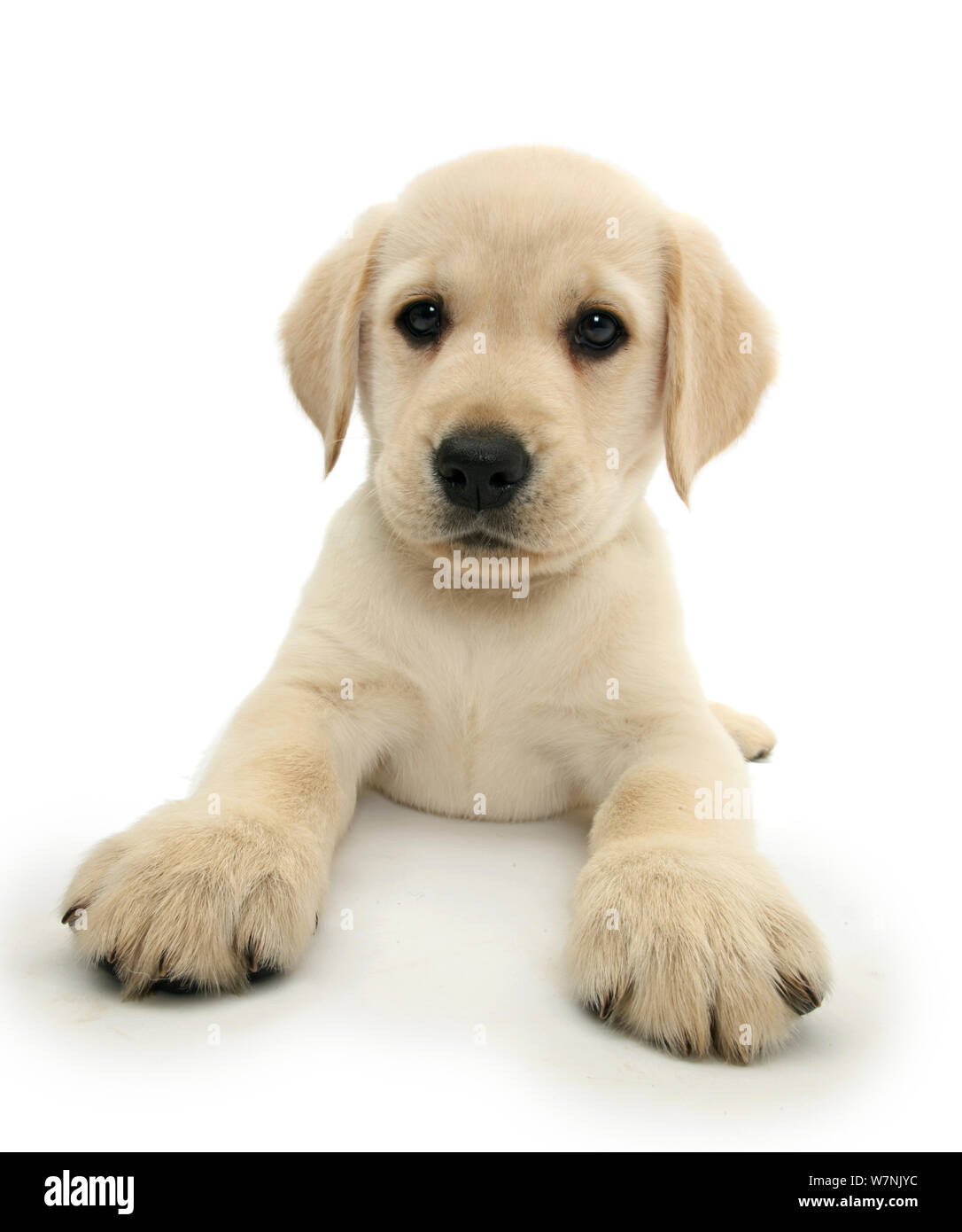 Labrador head Cut Out Stock Images & Pictures - Alamy