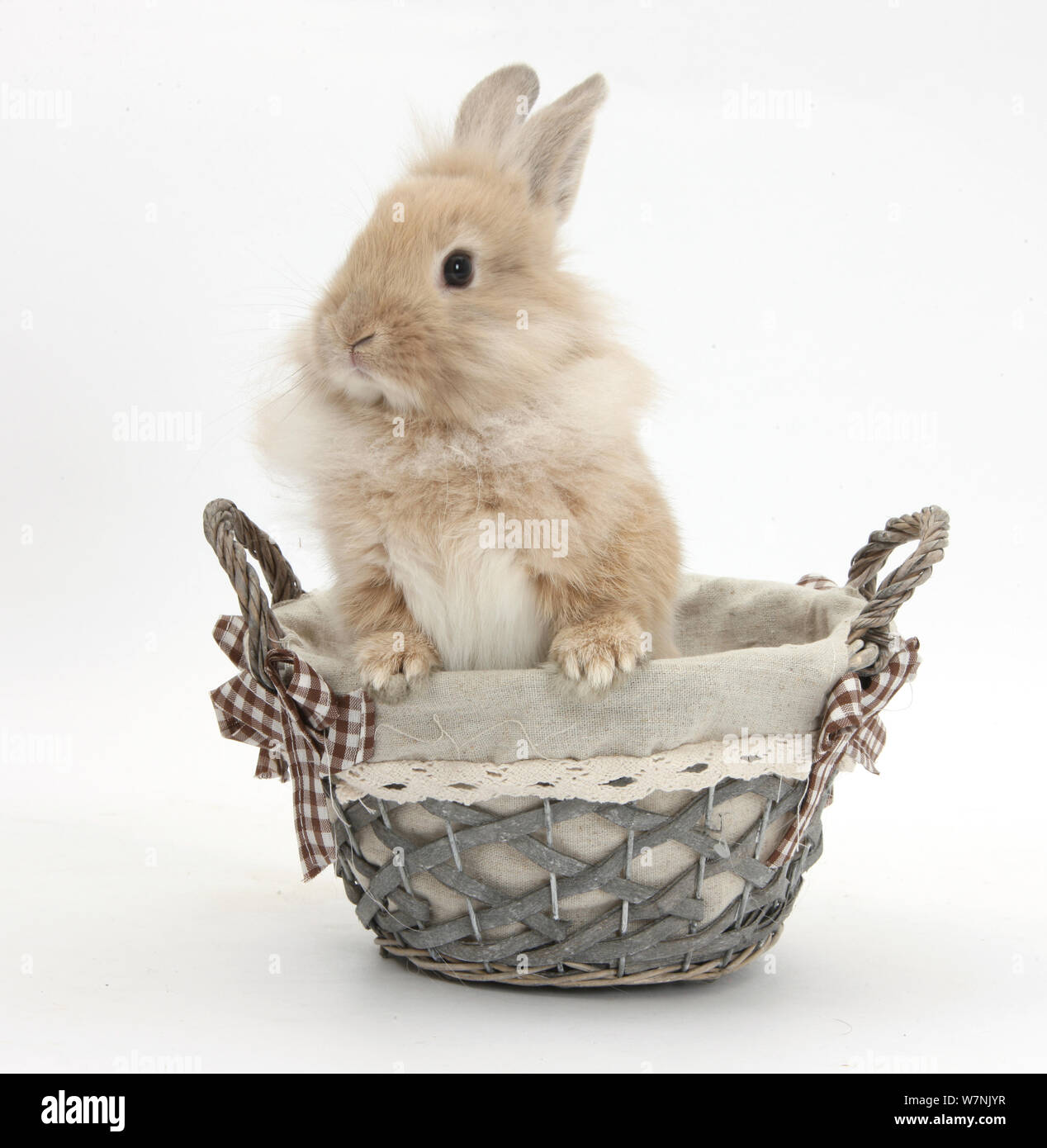 Lionhead cross bunny in a basket Stock Photo - Alamy