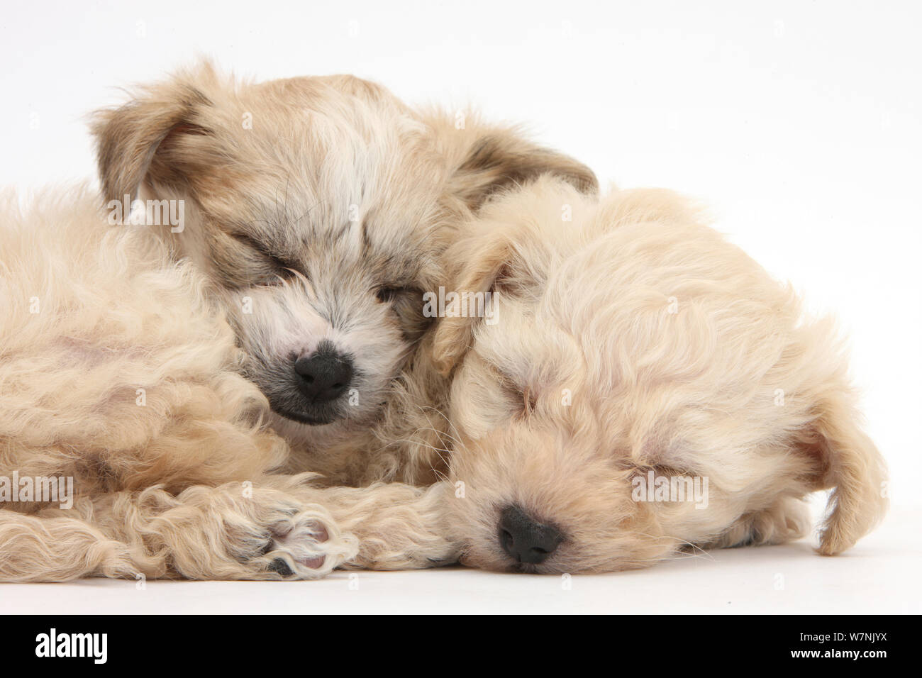 Bichon Frise x Yorkshire Terrier puppies, 6 weeks, asleep Stock Photo ...