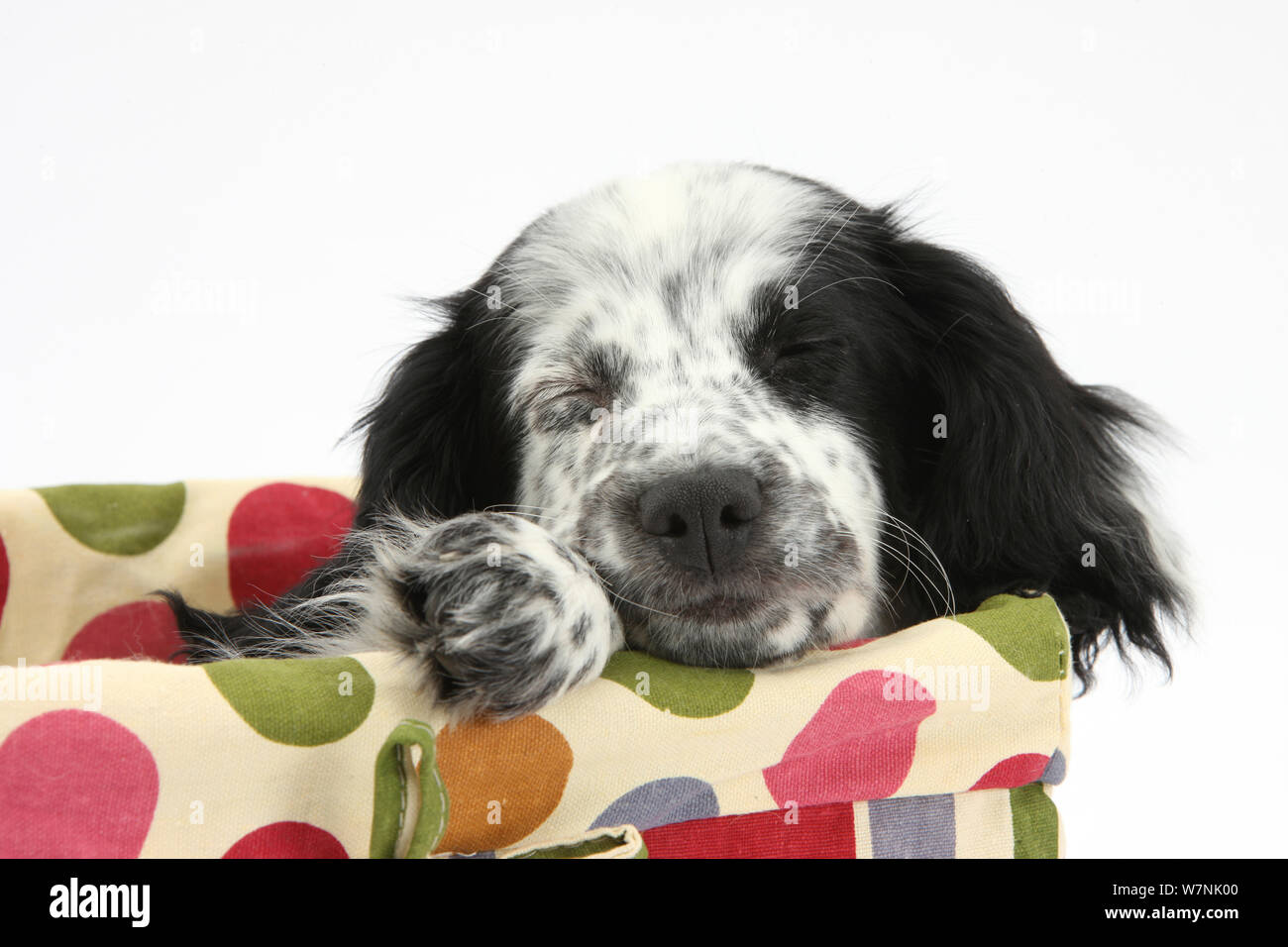 Cocker Spaniel Border Collie Mix Blonde