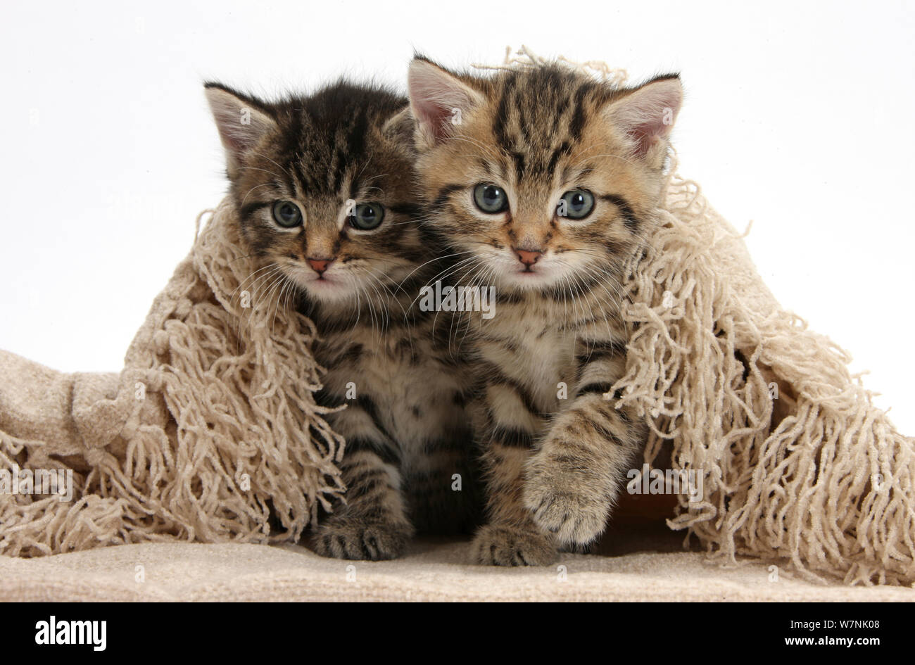 Cute tabby kittens, Stanley and Fosset, 6 weeks, under a beige shawl ...