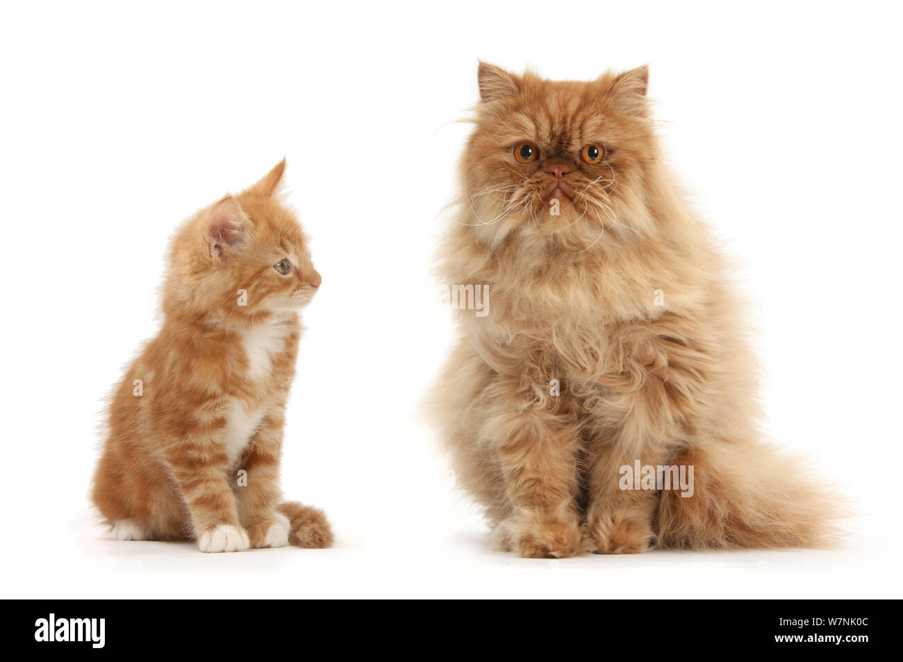 Butch cat Cut Out Stock Images & Pictures - Alamy