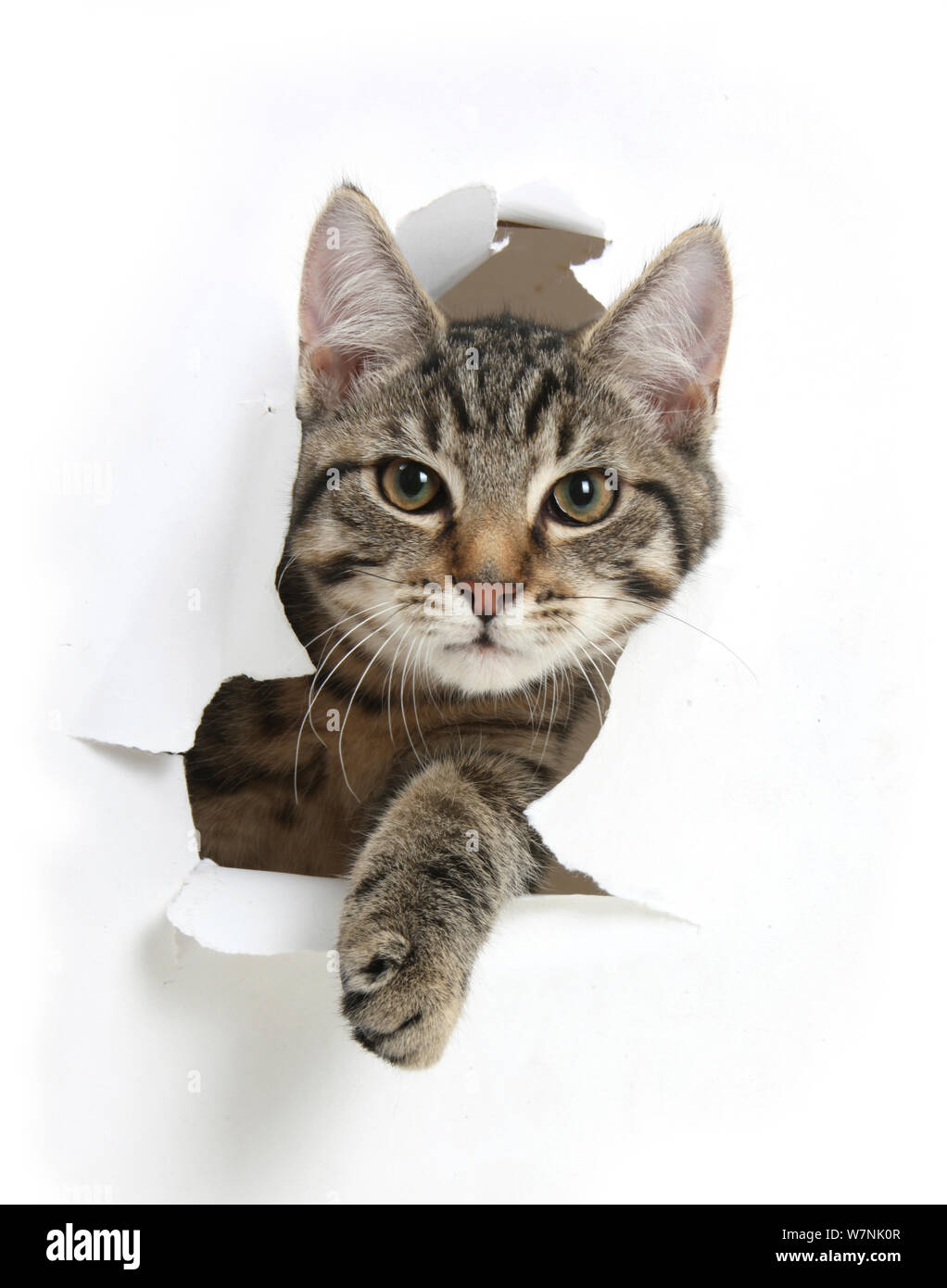 Tabby kitten, Fosset, 4 months , breaking through paper Stock Photo - Alamy