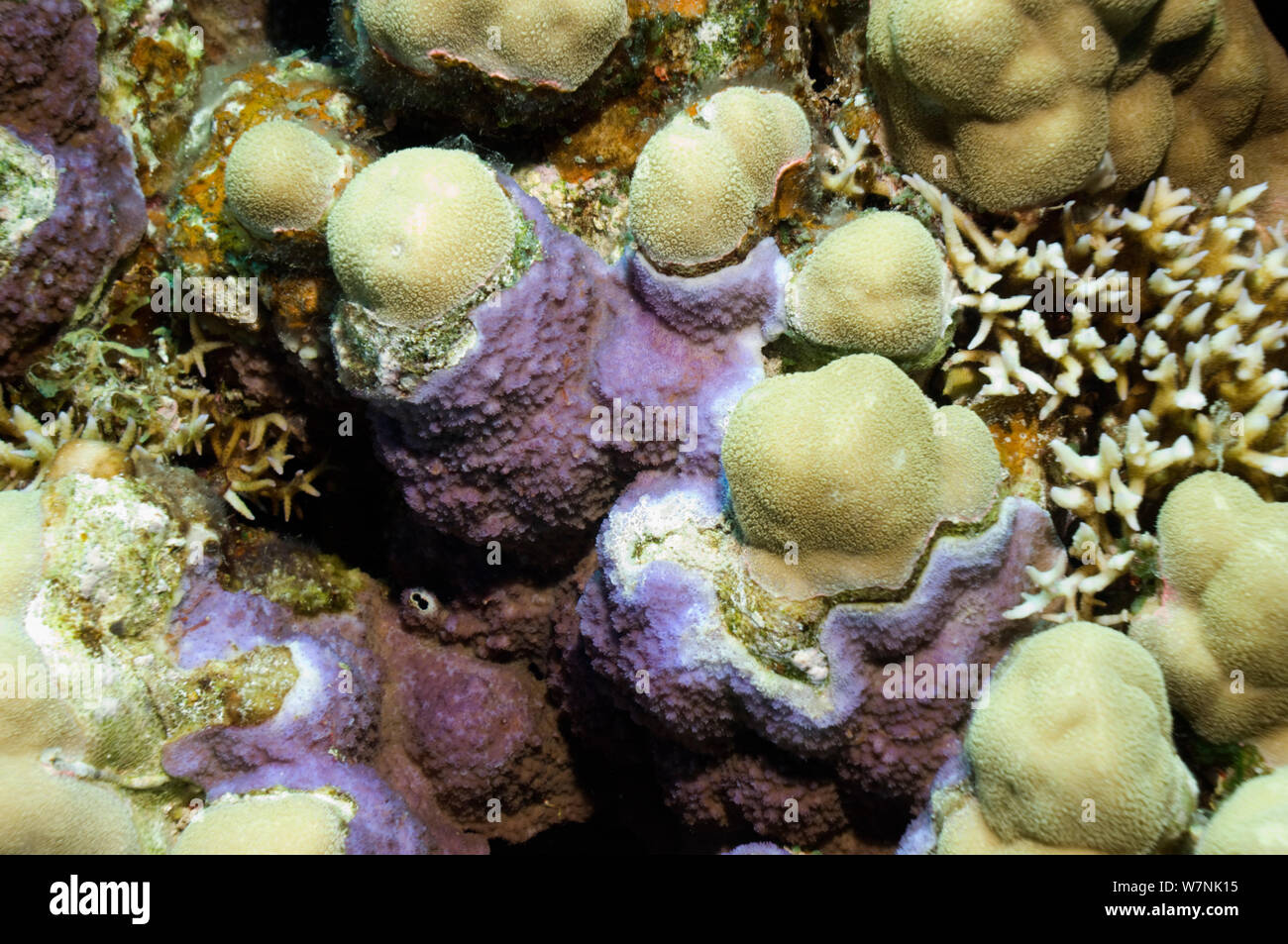 Coralline Algae Coral Reef