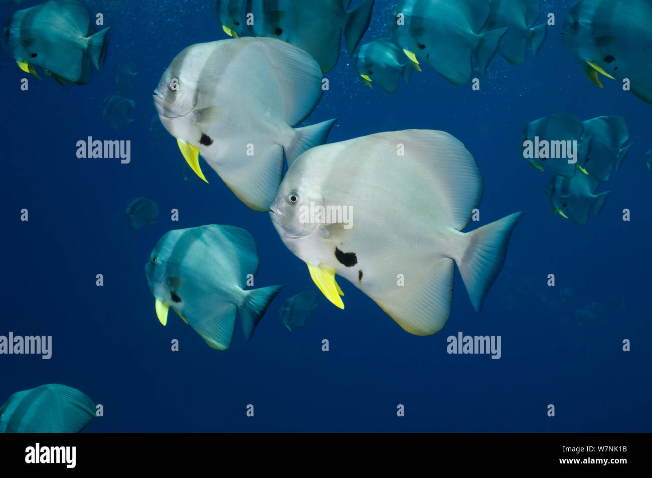 Spadefish batfish hi-res stock photography and images - Alamy