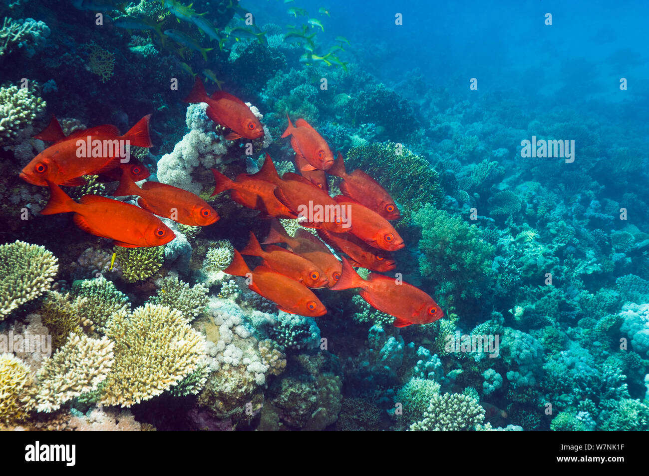 Big eye reef fish hi-res stock photography and images - Alamy