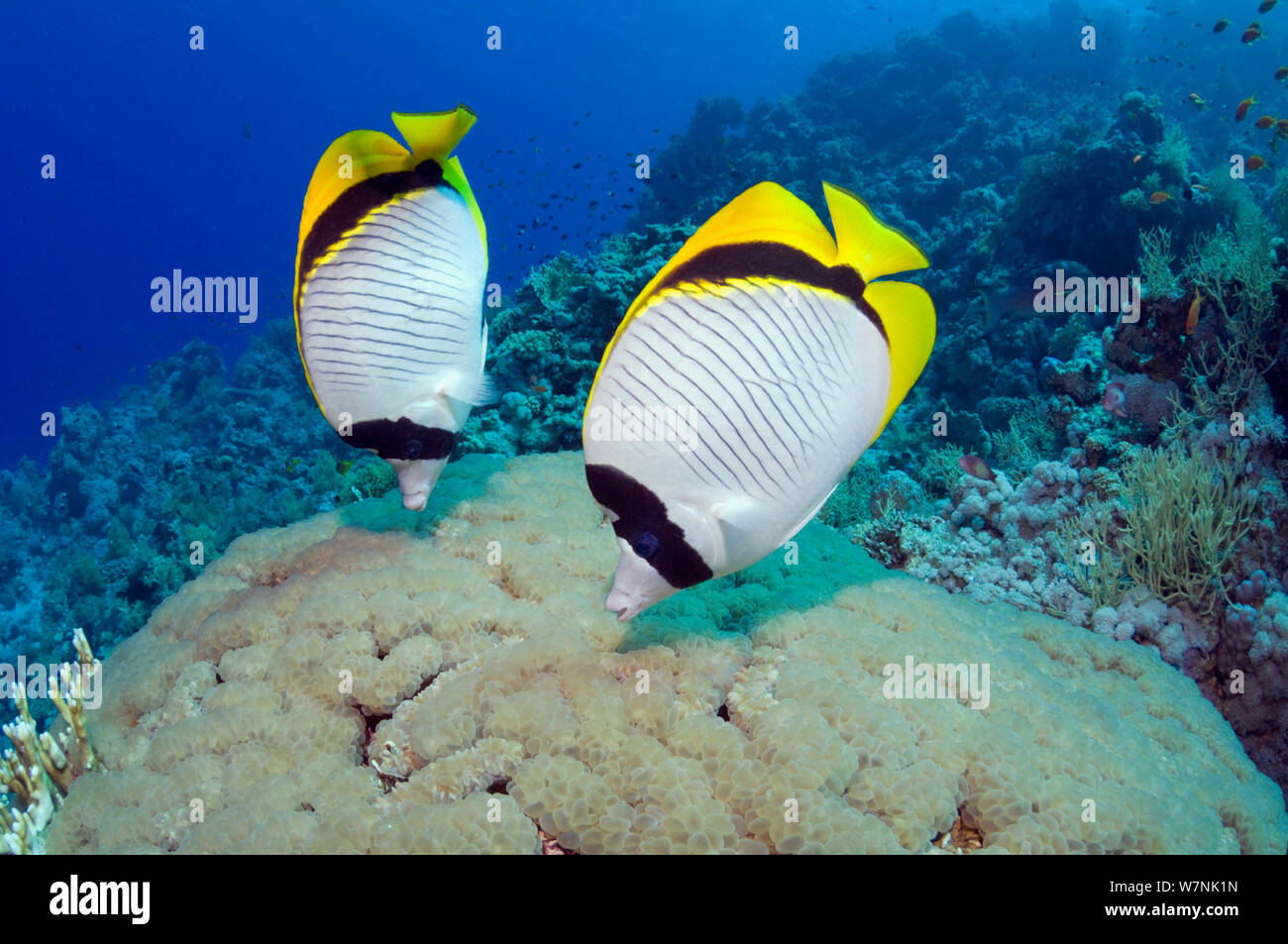 Lined butterflyfish (Chaetodon lineolatus), pair feeding on Bubble ...