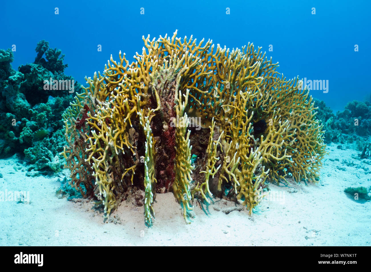 Fire coral (Millepora dichotoma). Egypt, Red Sea Stock Photo - Alamy