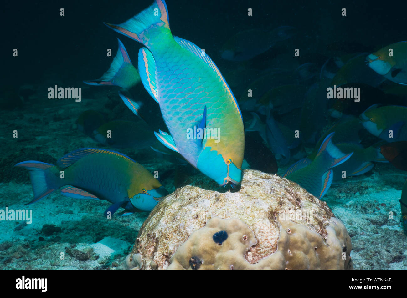 Parrotfish underwater hi-res stock photography and images - Alamy