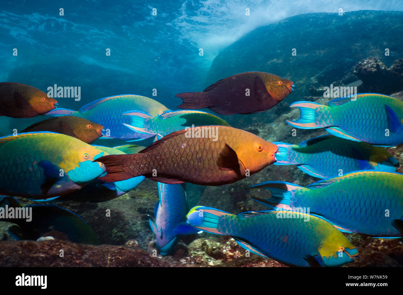 Greenthroat or Singapore parrotfish (Scarus prasiognathus), female with ...