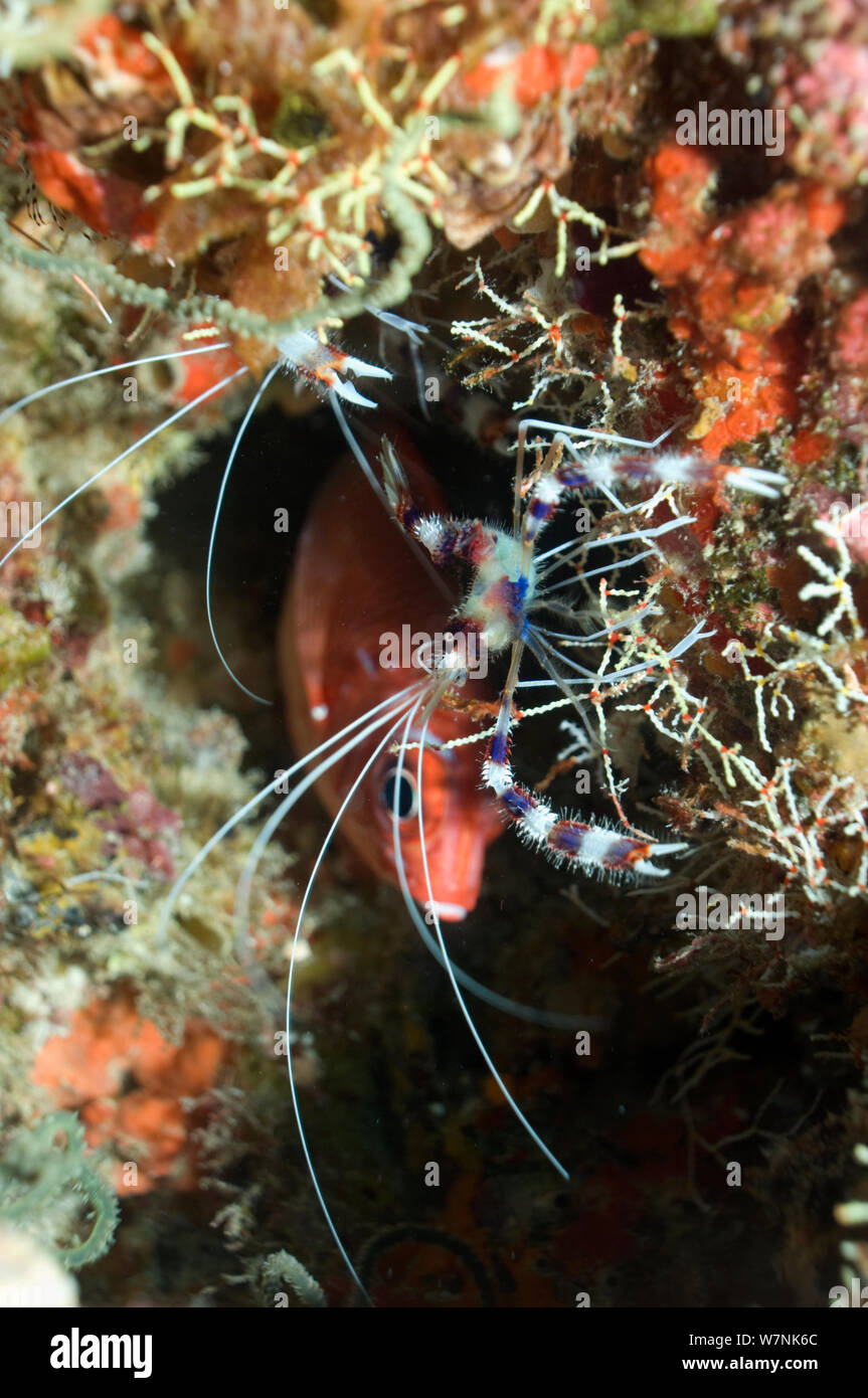 Banded coral shrimp (Stenopus hispidus). Maldives Stock Photo - Alamy