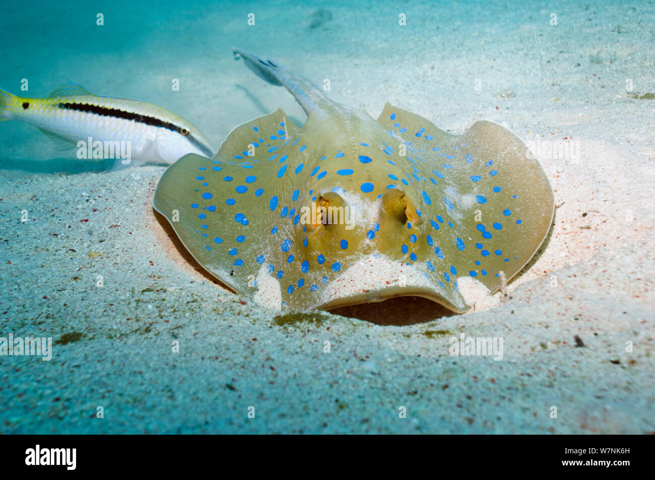 Bluespotted ribbontail ray (Taeniura lymna) digging in the sand for ...