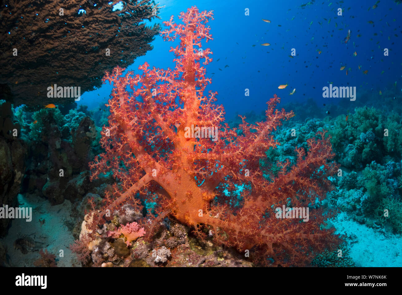 Dendronephthya genus hi-res stock photography and images - Alamy