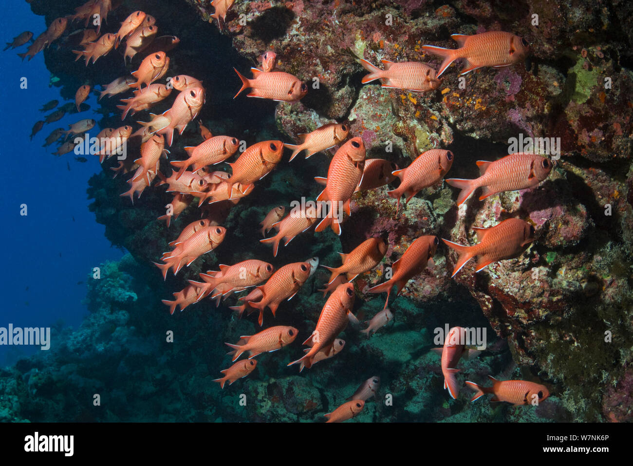 Red Soldierfish (Myripristis murdjan) sheltering on coral wall. Egypt ...