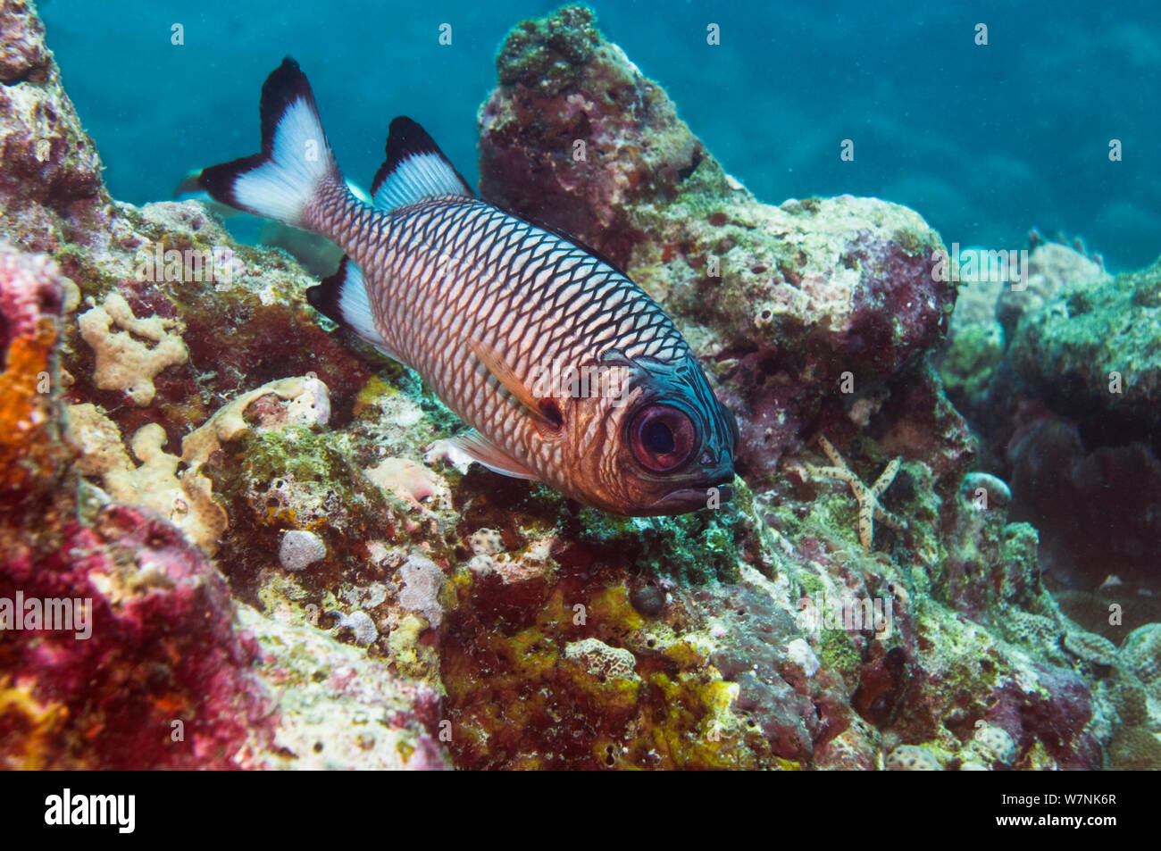 Shadowfin soldierfish (Myripristis adusta). Maldives Stock Photo - Alamy
