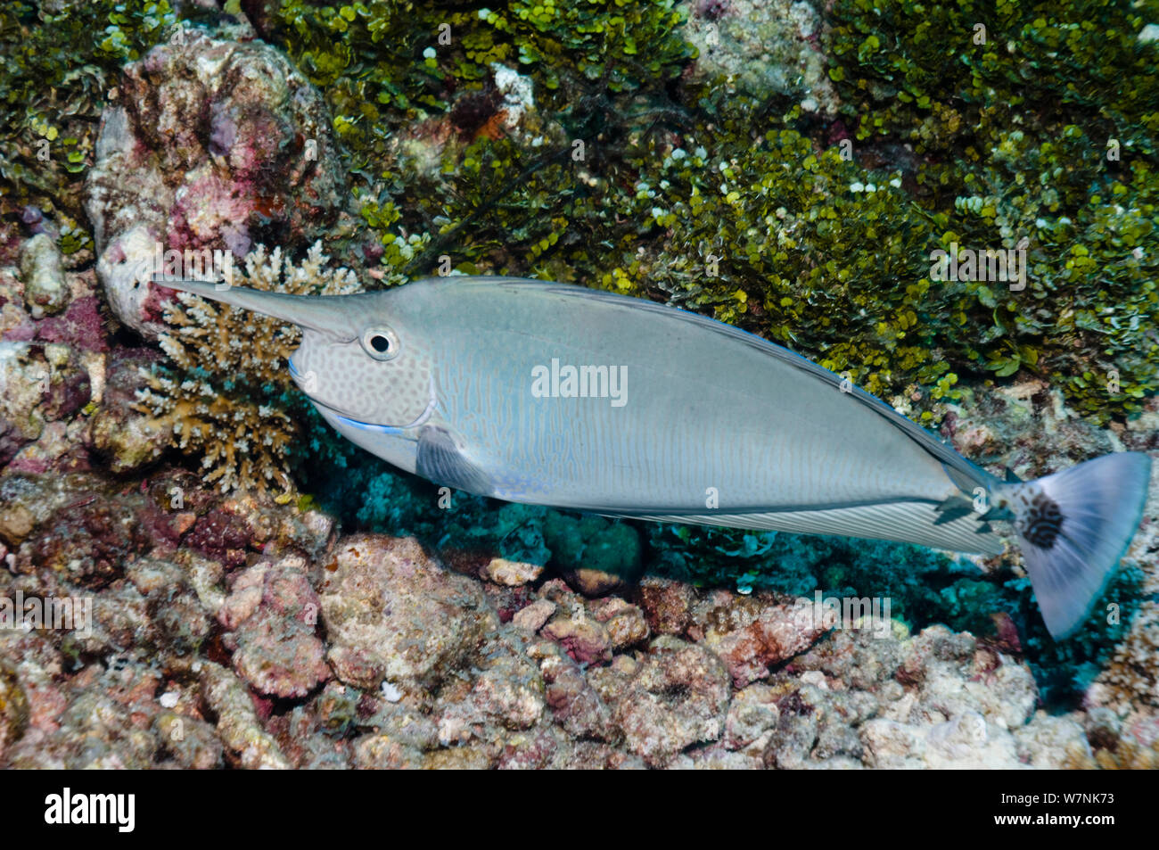 Spotted Surgeonfish Stock Photos & Spotted Surgeonfish Stock Images - Alamy