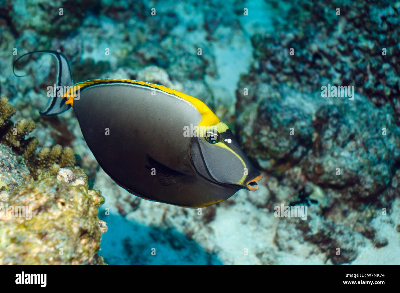 Orangespine unicornfish (Naso lituratus). Maldives Stock Photo - Alamy
