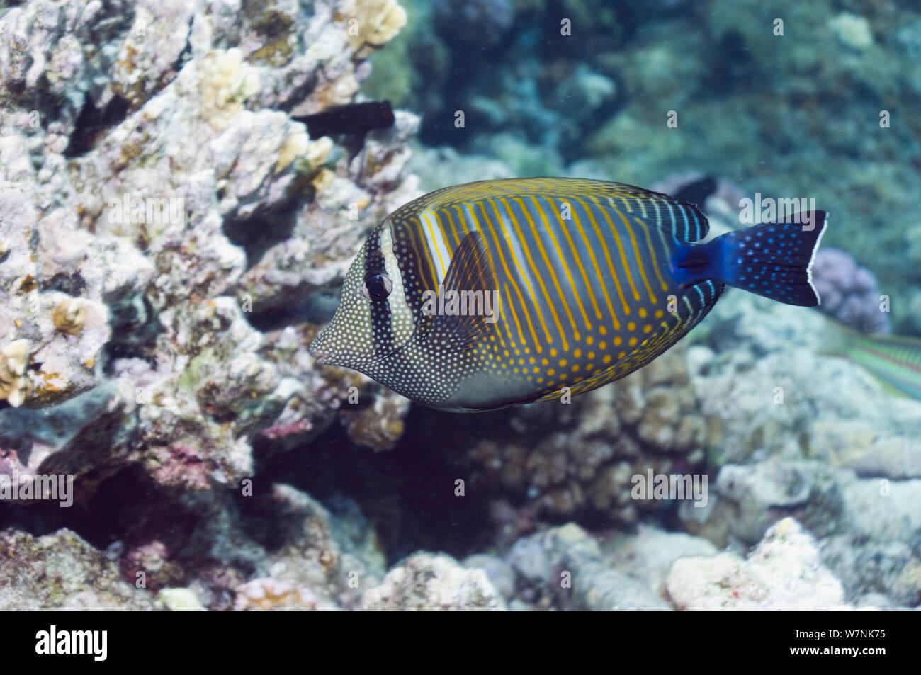 Red sea sailfin tangs hi-res stock photography and images - Alamy