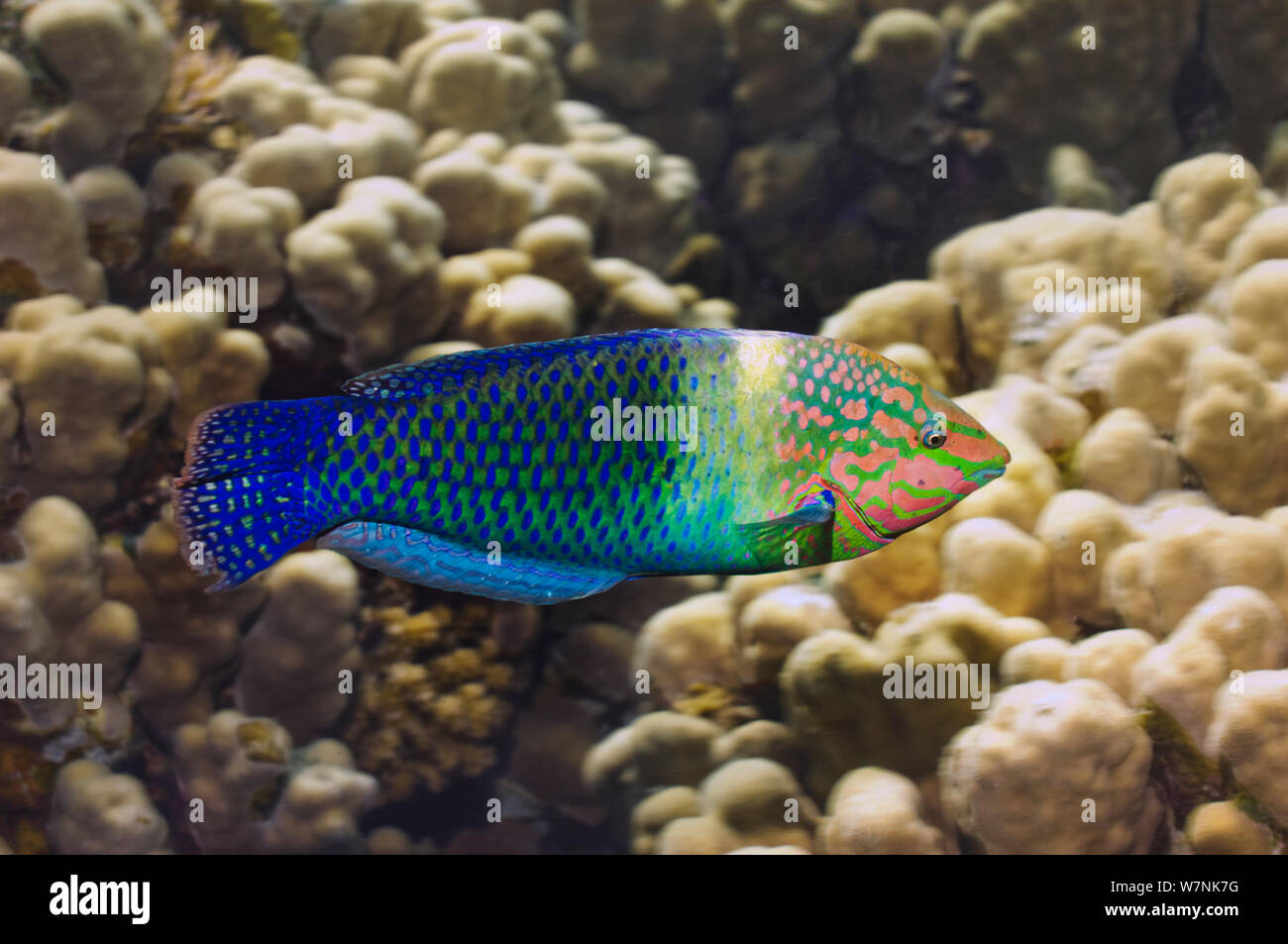 Checkerboard wrasse fish (Halichoeres hortulanus) Egypt, Red Sea Stock ...