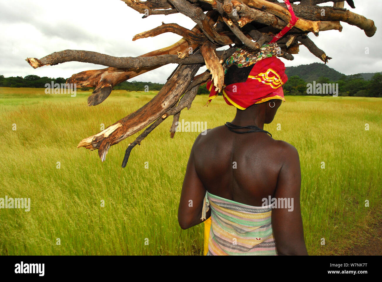 Bassari woman carrying firewood on her head. Bassari country, east ...