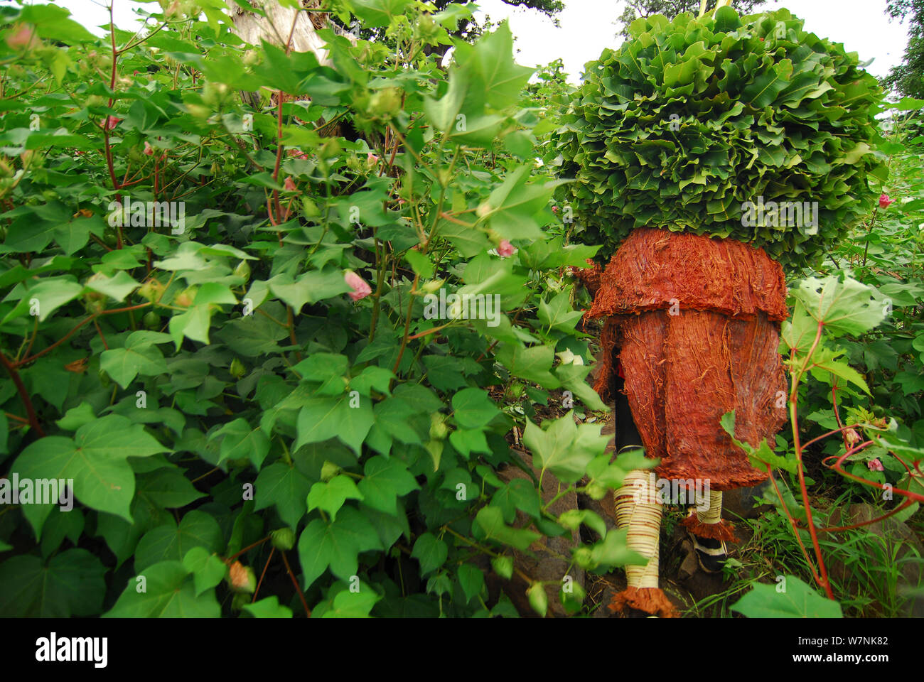 'The Mask', the intermediary of the spirits, in a harvest ceremony ...