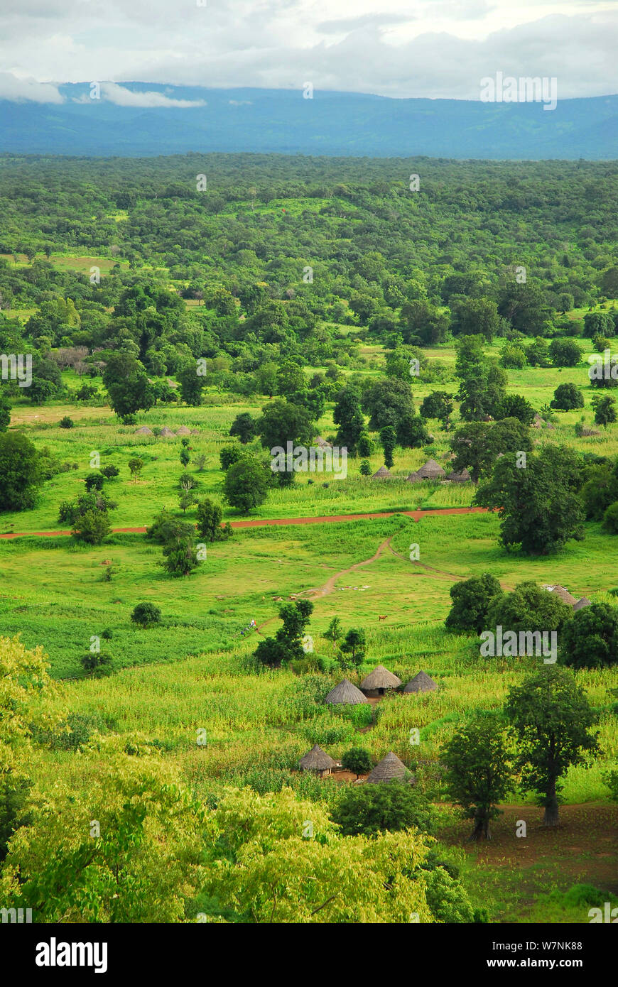 Trees in senegal west africa hi-res stock photography and images - Alamy
