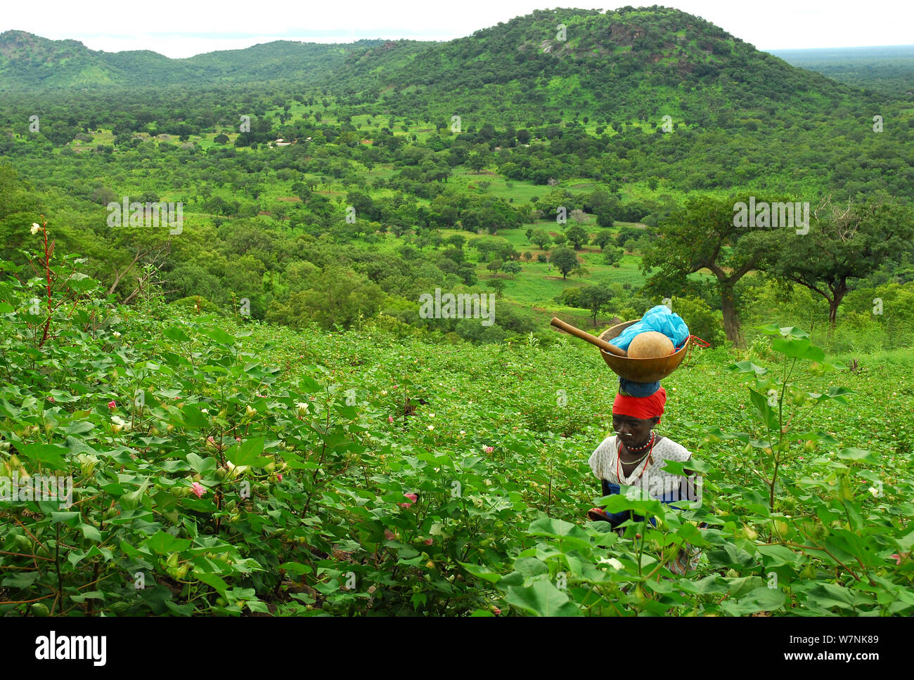 Cotton fields in the landscape. Bassari country, located east Senegal ...