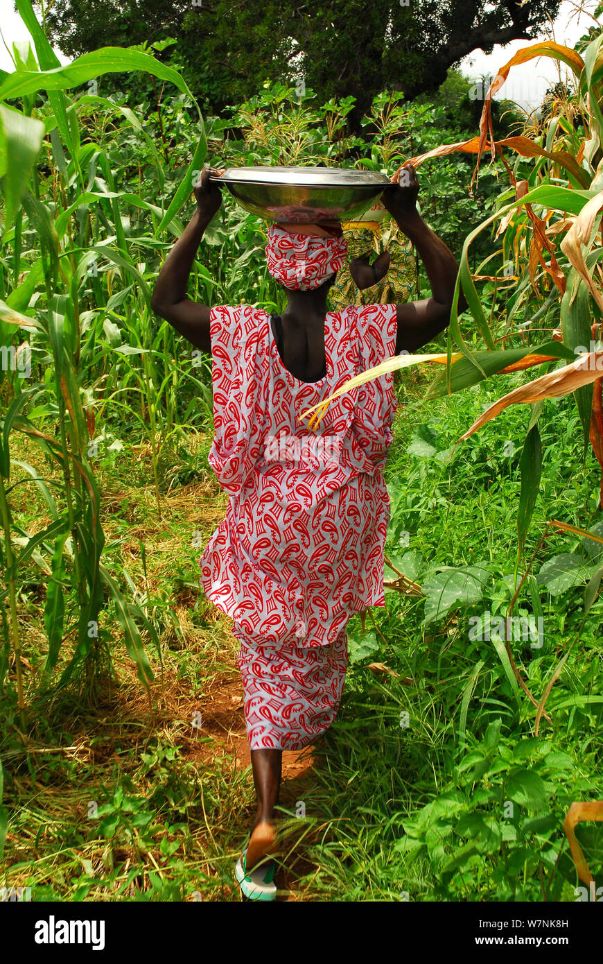 Bassari woman carrying food on her head. Bassari country, east Senegal ...