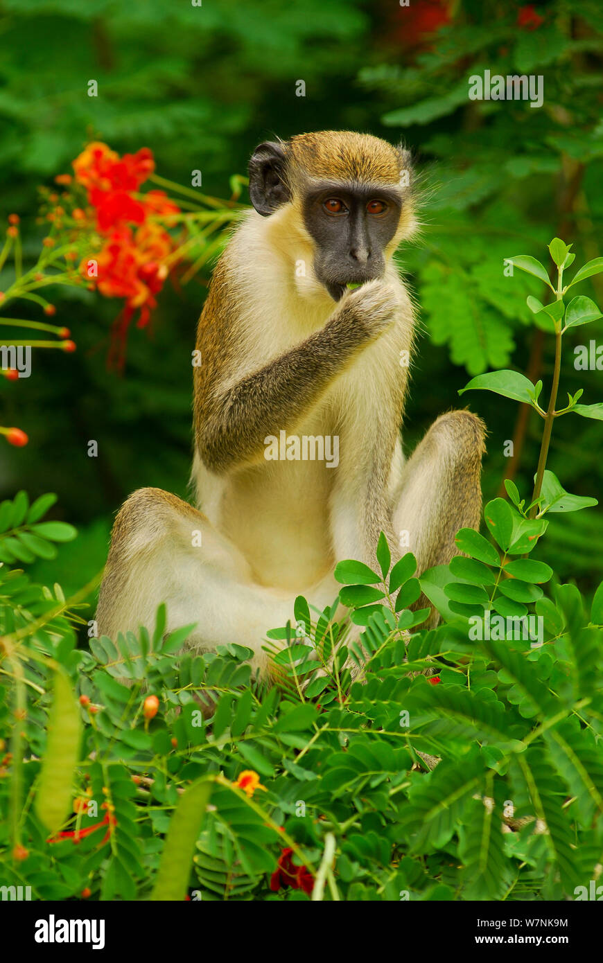 Green monkey (Cercopithecus aethiops sabaeus) in Niokolo Koba National ...