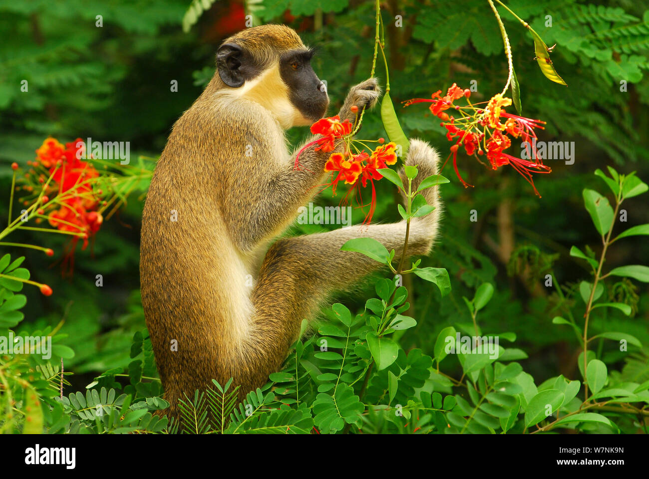 Green monkey (Cercopithecus aethiops sabaeus) foraging onseed pod of a ...