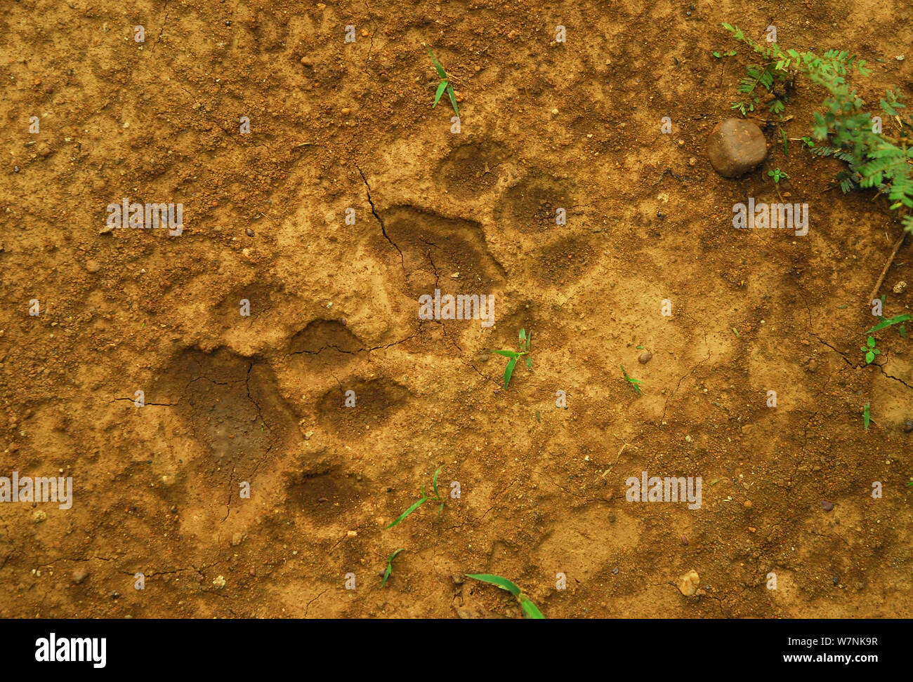 Footprints leopard hi-res stock photography and images - Alamy