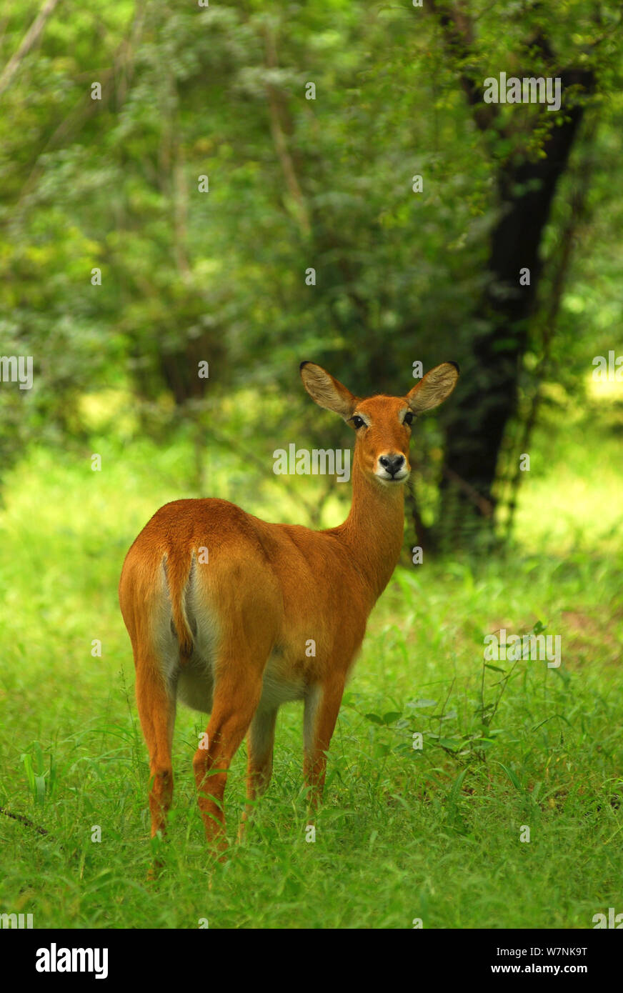 Kob (Kobus Kob), female Niokolo Koba National Park, Senegal, UNESCO ...