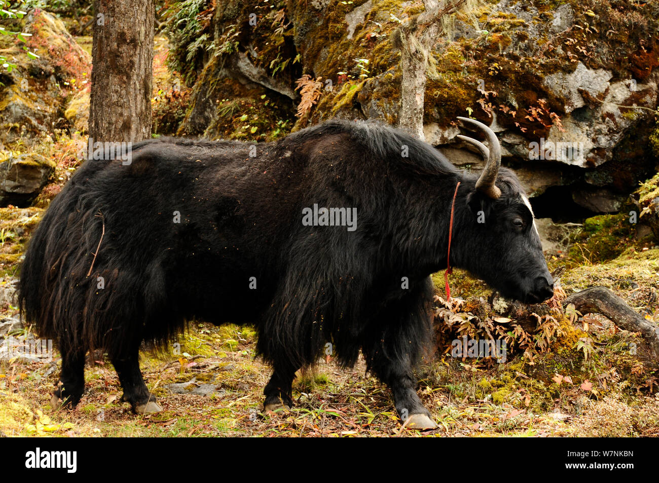 Domestic yak bos grunniens domestic hi-res stock photography and images - Alamy