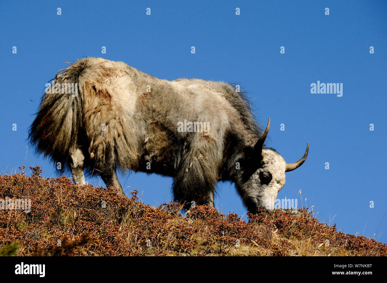 Domestic yak bos grunniens domestic hi-res stock photography and images - Alamy