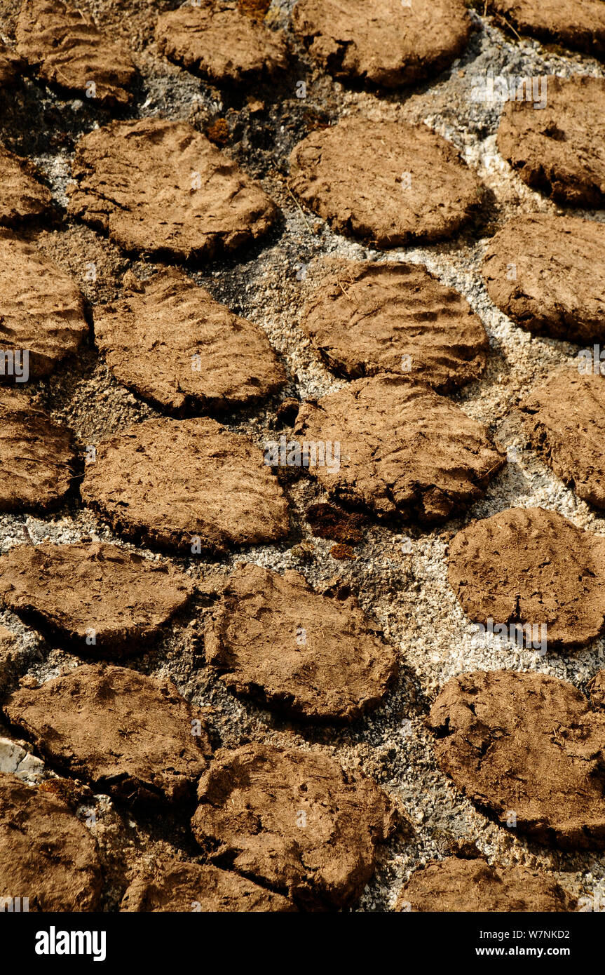 Yak dung fire fuel hi-res stock photography and images - Alamy