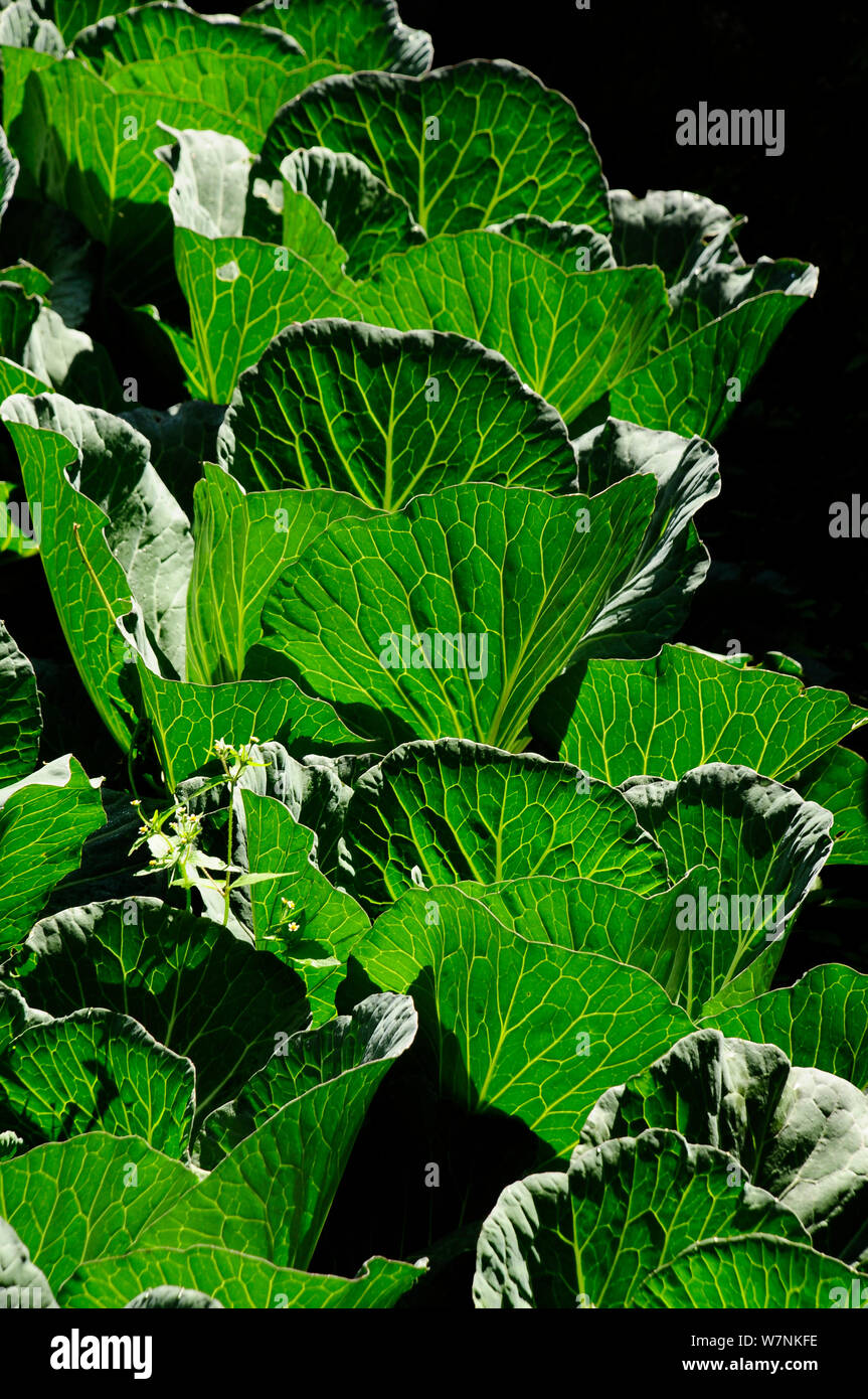 Himalaya plants hi-res stock photography and images - Alamy