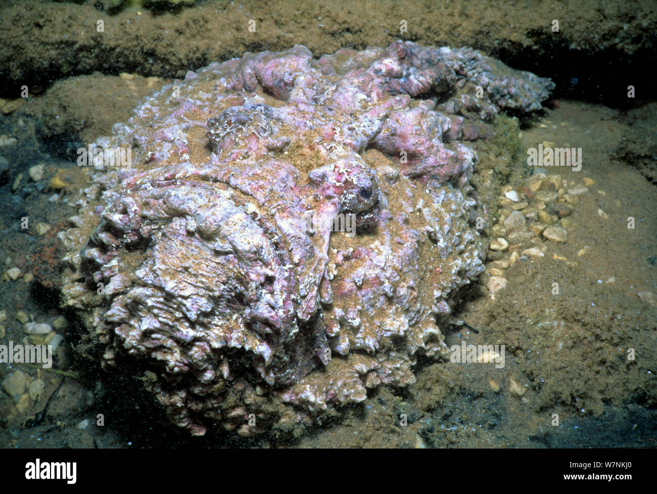 Stonefish (Synanceia verrucosa) camouflaged on sea floor, Eilat, Israel ...