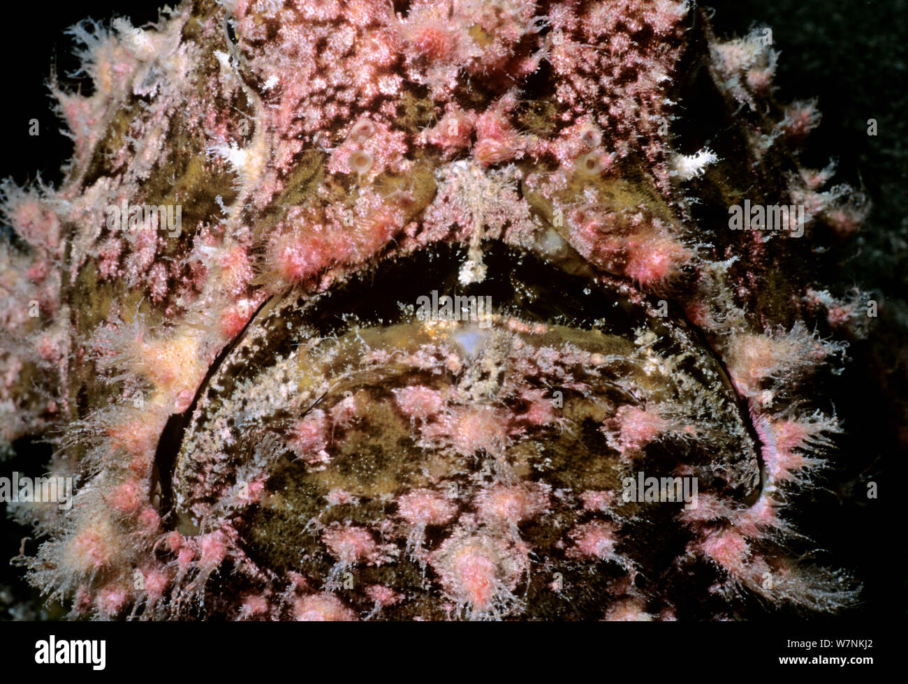 Giant frogfish (Antennarius commersonii) close up face portrait, Eilat ...