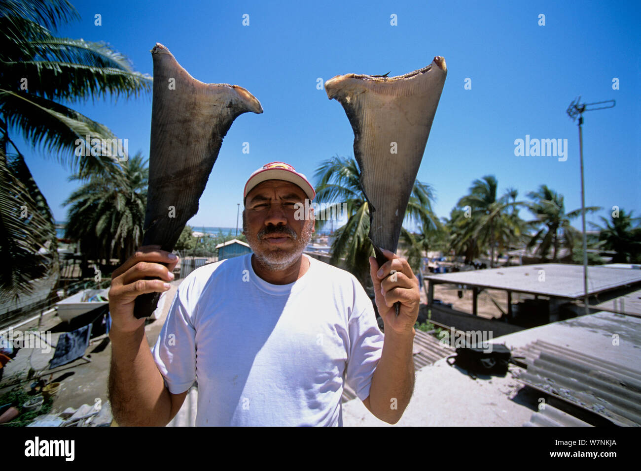 Shark fins drying out hi-res stock photography and images - Alamy