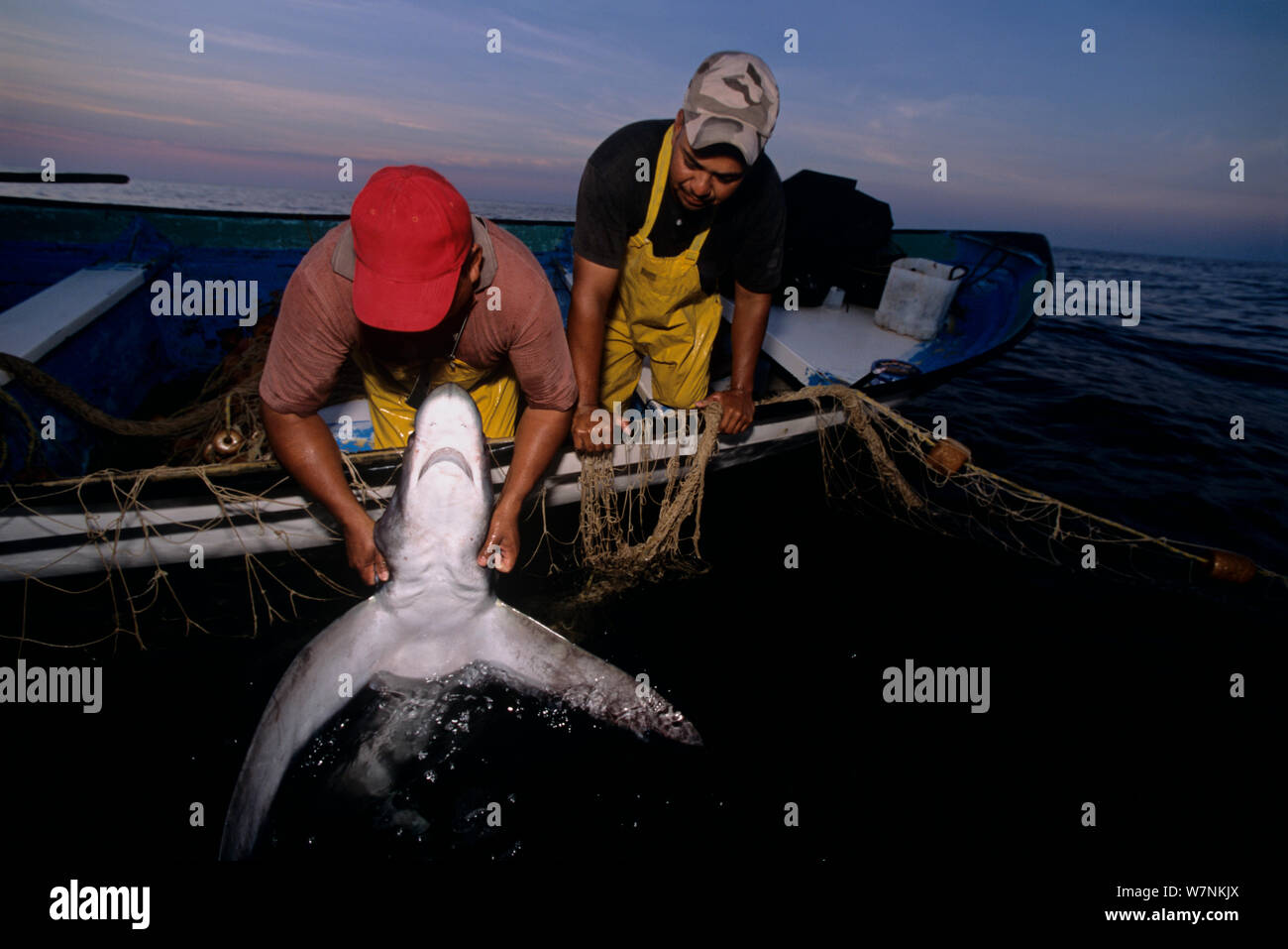 Common Thresher Shark (Alopias vulpinus) caught on gill net being ...