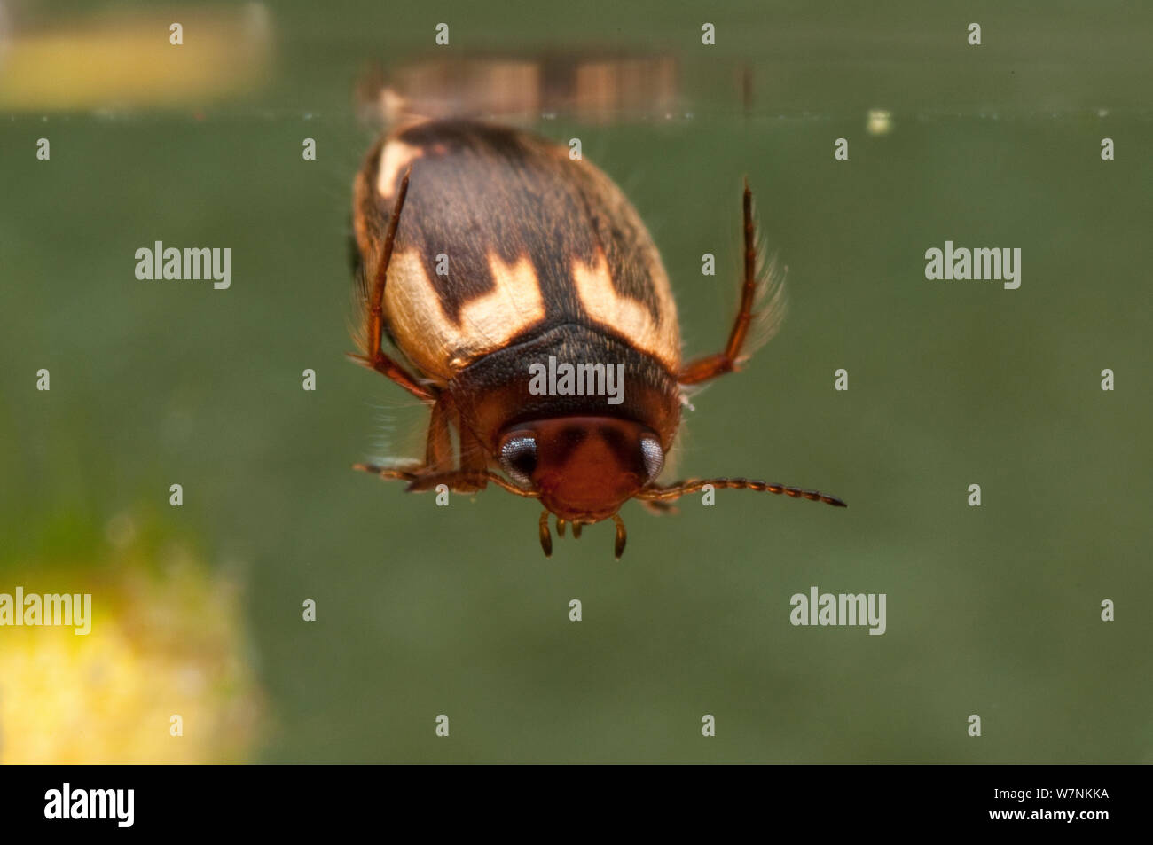 Diving beetles hi-res stock photography and images - Alamy