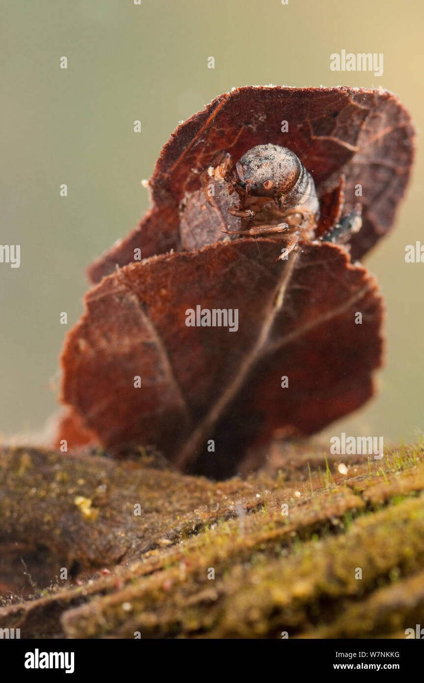 Case-building caddisfly (Trichoptera) larva repairing its protective ...