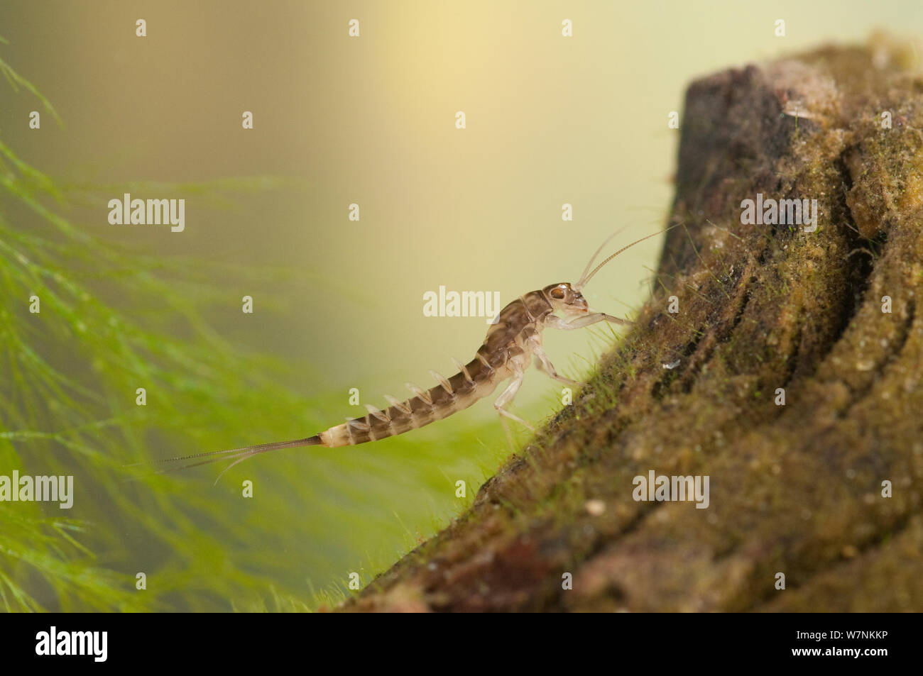 Minnow mayfly nymph (Ephemeroptera family Baetidae), hiding in plants ...