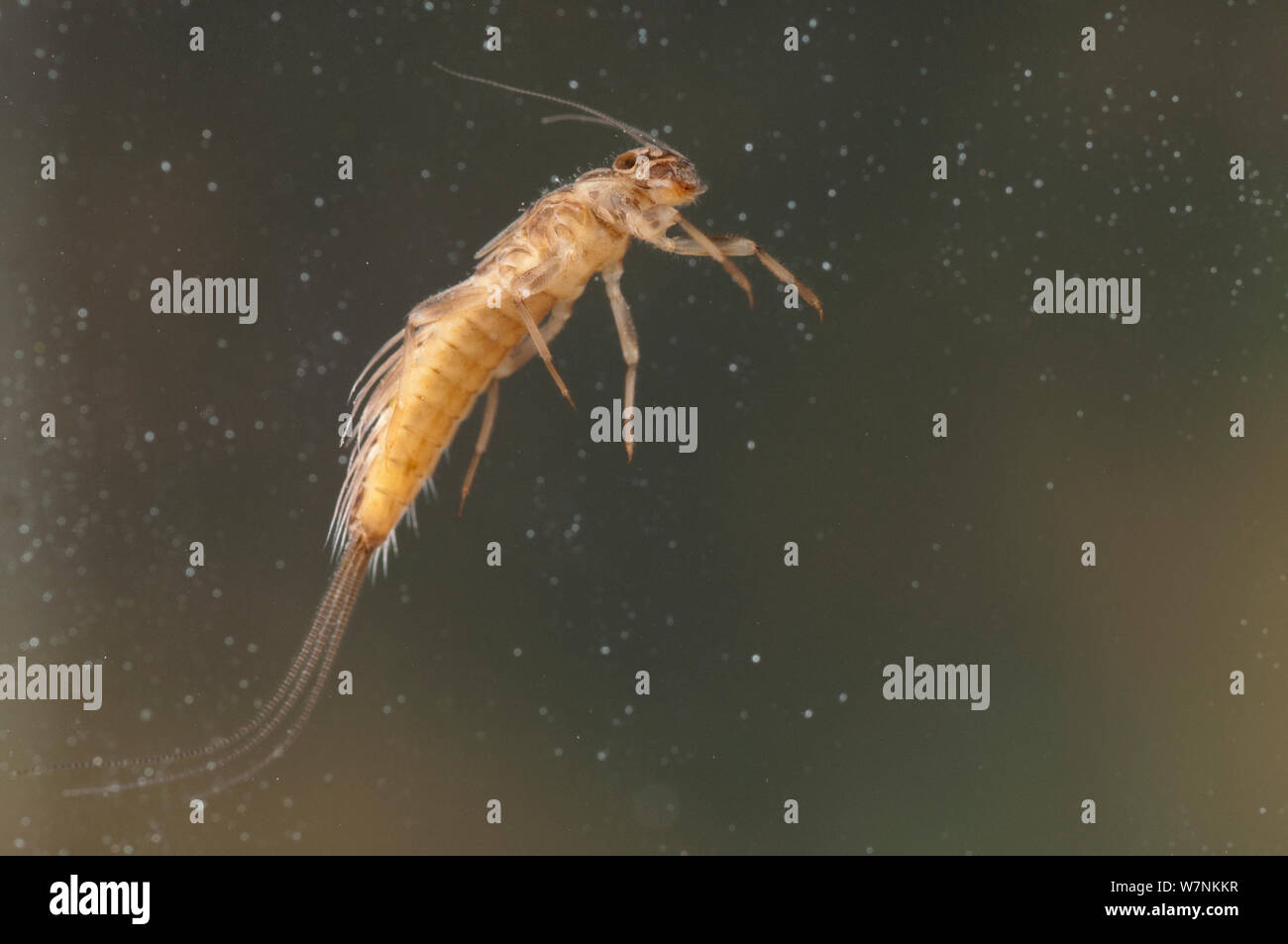 Prong-gilled mayfly nymph (Ephemeroptera sp), swimming towards the ...