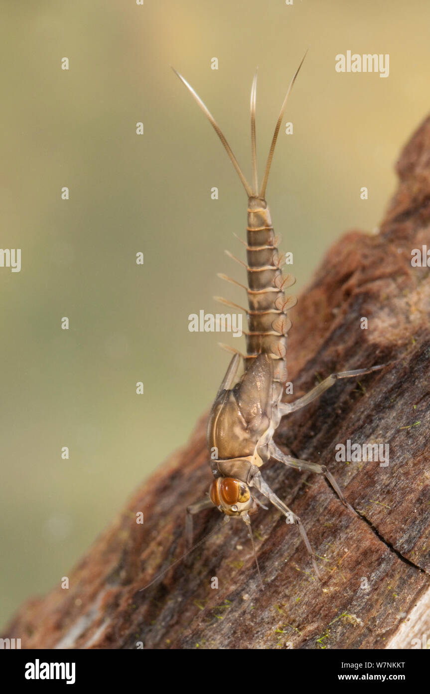 Minnow mayfly nymph (Ephemeroptera, family Baetidae), holding on the ...