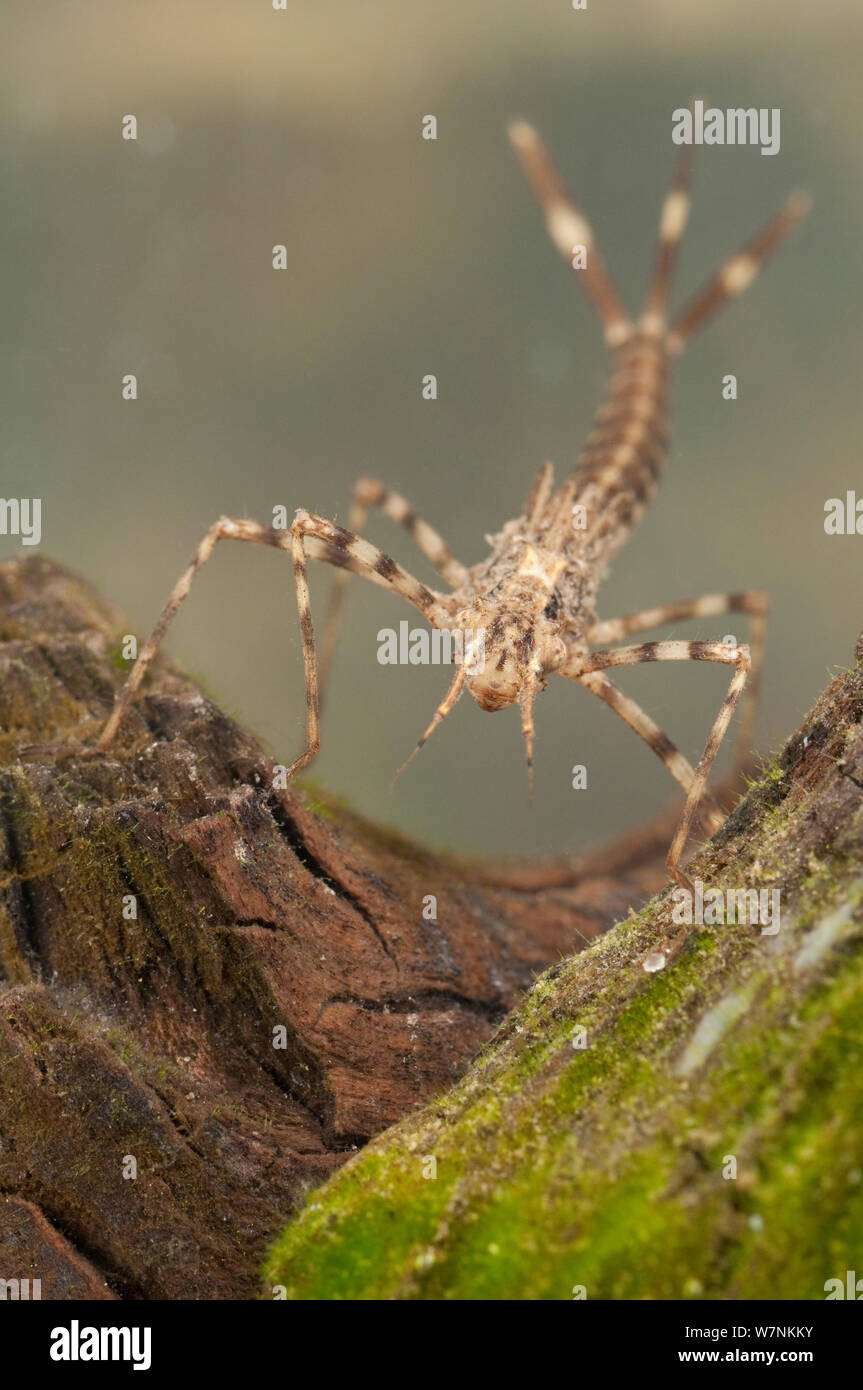 Broad-winged damselfly nymph (Calopterygidae), hiding in roots, Europe ...