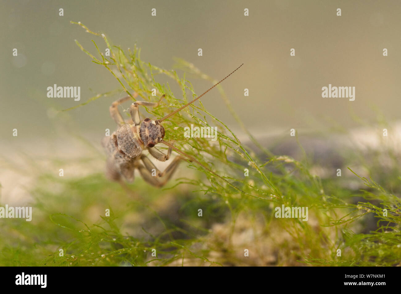 Plecoptera hi-res stock photography and images - Alamy
