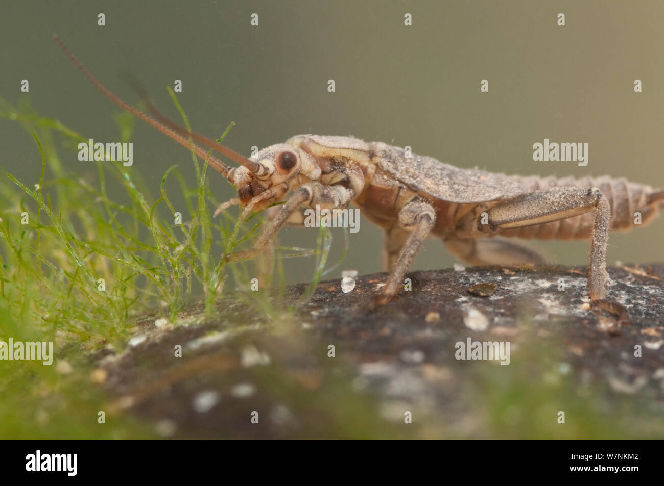 Stonefly nymph (Plecoptera), grazing algae, Europe, April, controlled ...